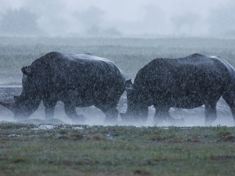 Rhino rain | Smithsonian Photo Contest | Smithsonian Magazine