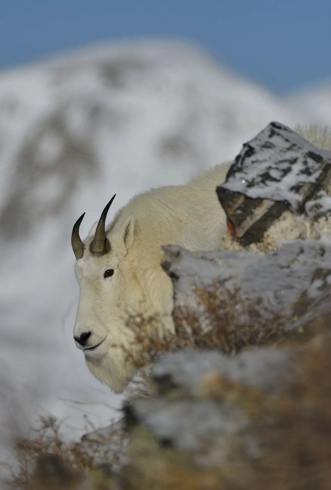 Mountain Goat Billy in Winter coat. | Smithsonian Photo Contest ...