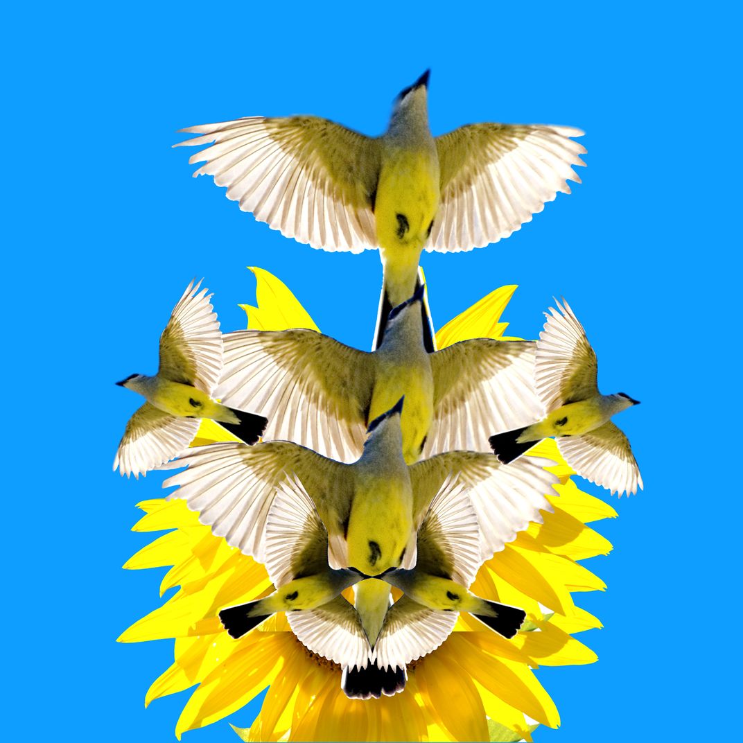 Montage of a yellow bird in flight against blue sky on Colorado Kansas ...