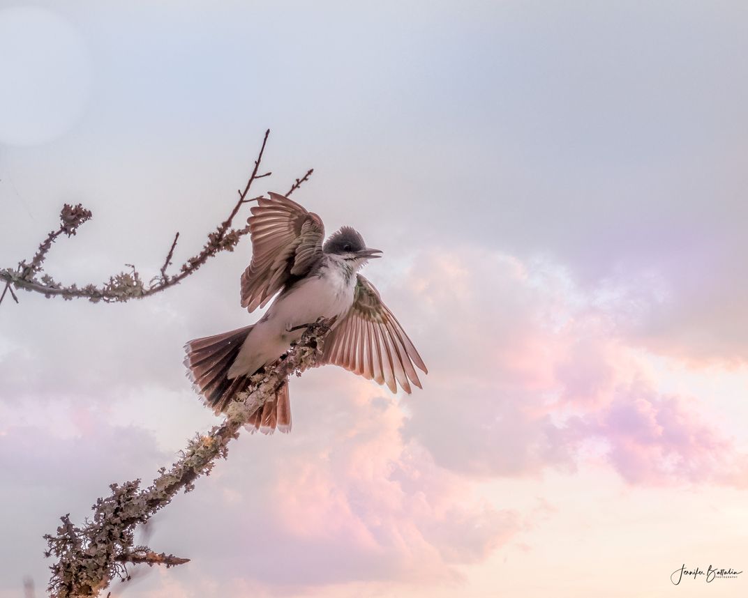An Eastern Kingbird ready to take flight against a beautiful sky ...