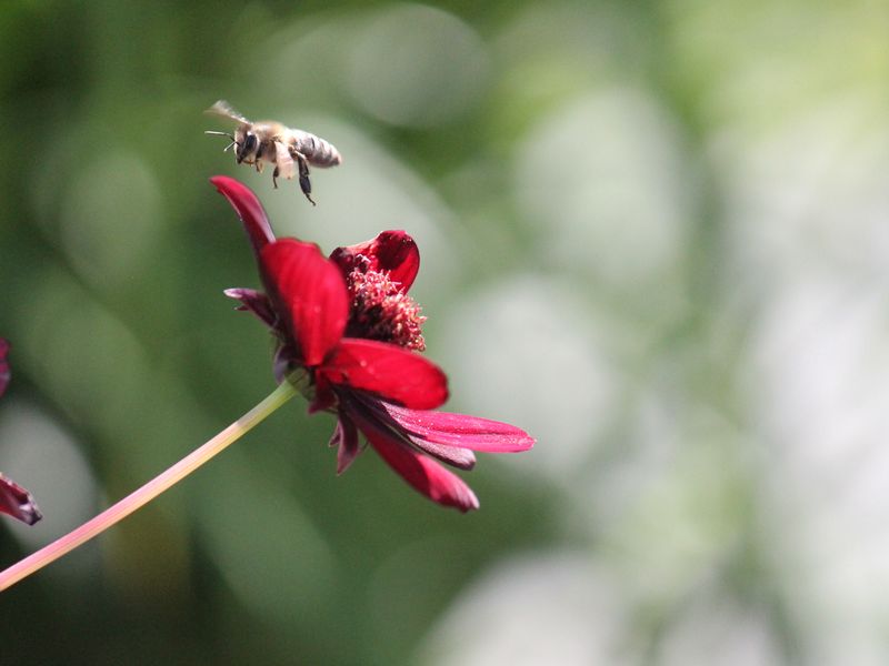 Bee taking off from a flower | Smithsonian Photo Contest | Smithsonian ...