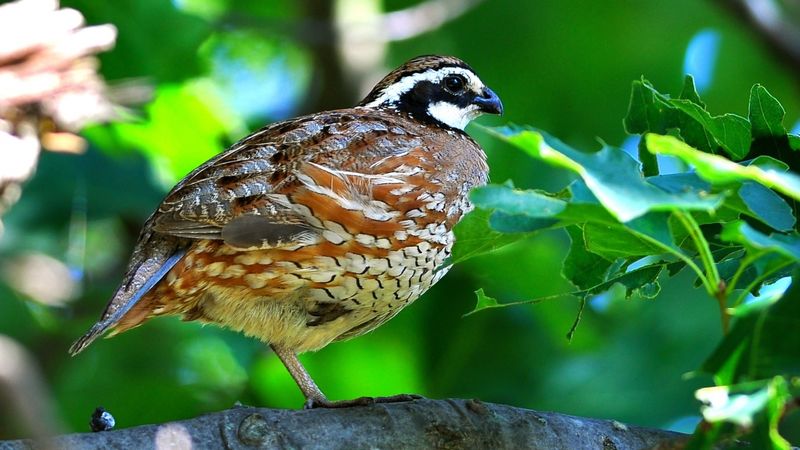 Baby Bobwhite