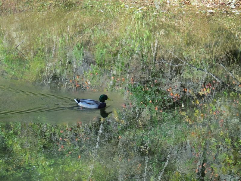 Duck Cutting Through Reflection (2) | Smithsonian Photo Contest ...