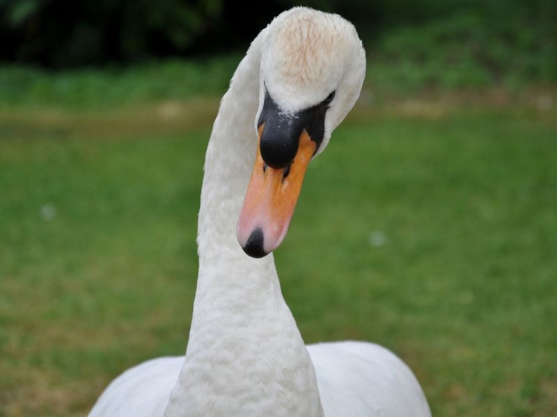 A very aggressive swan we encountered at Hever Castle, England ...