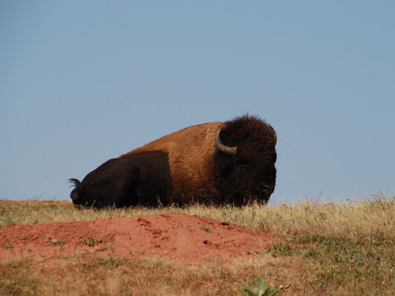 Resting Buffalo, South Dakota | Smithsonian Photo Contest | Smithsonian ...