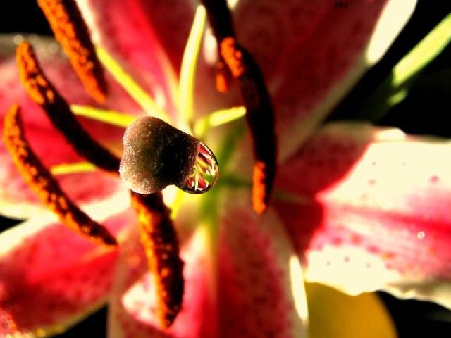 Lily dripping of the excess water. | Smithsonian Photo Contest ...