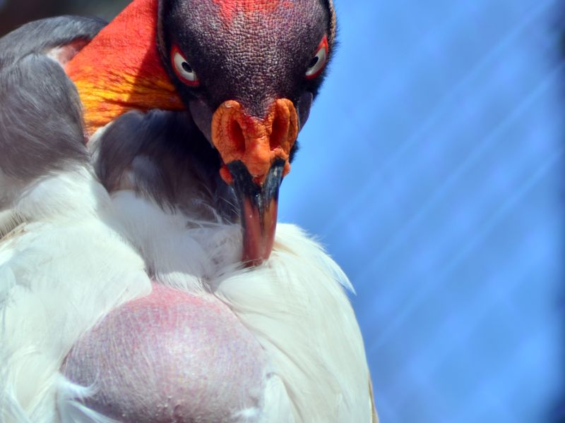 Rude bird | Smithsonian Photo Contest | Smithsonian Magazine