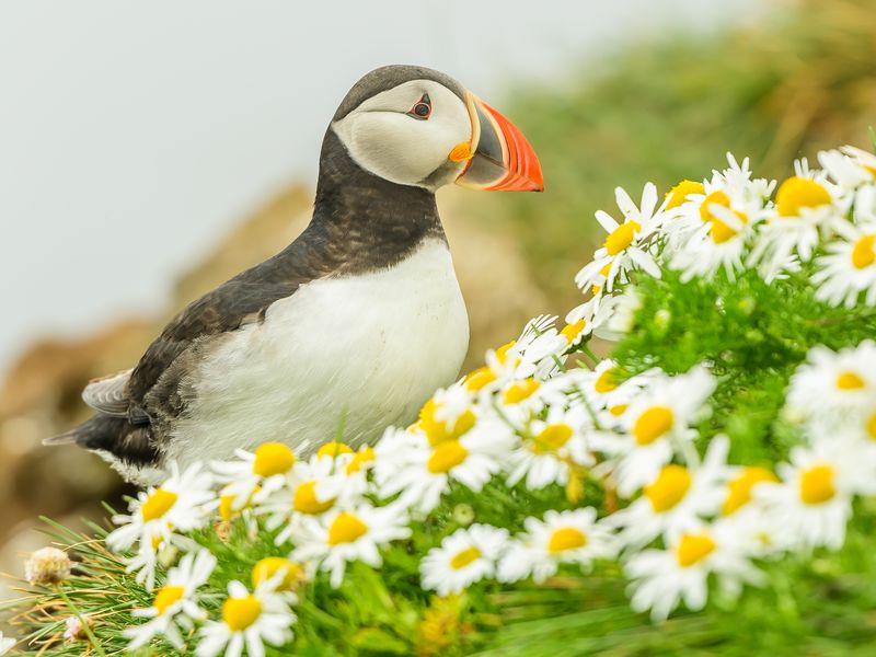 Puffin And Flowers | Smithsonian Photo Contest | Smithsonian Magazine