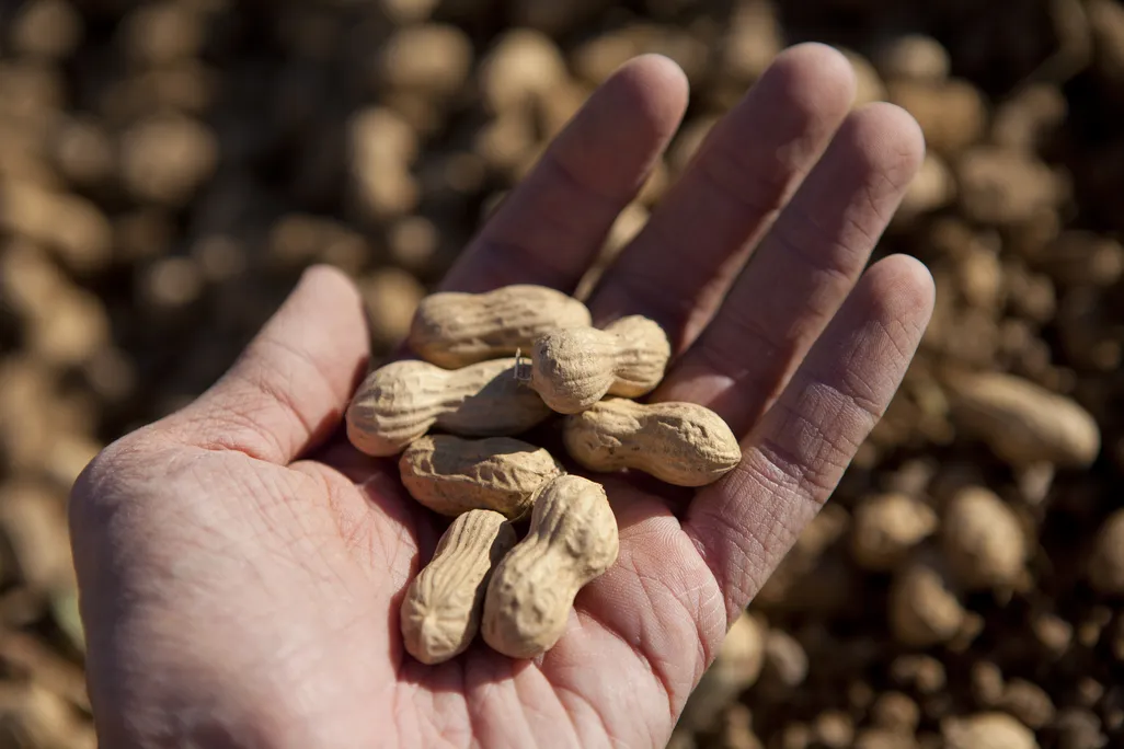 peanuts tree nuts