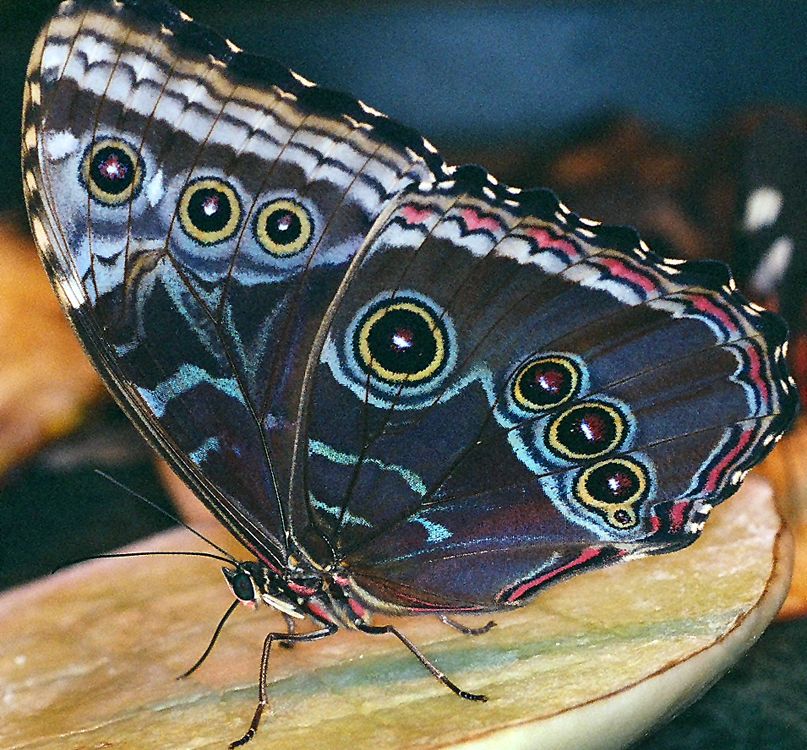 Live Precis Coenia Butterfly photographed at the Milwaukee Public ...