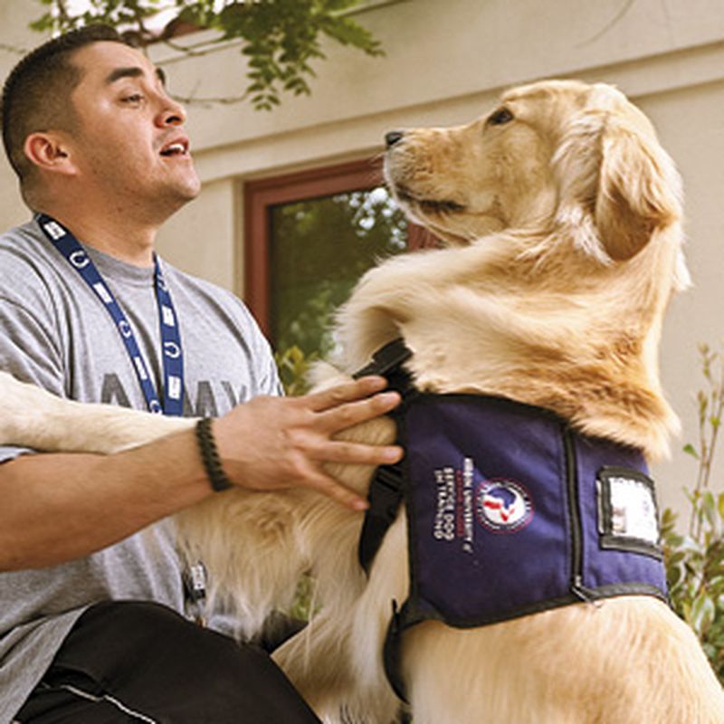 Do Police Dogs Get Ptsd