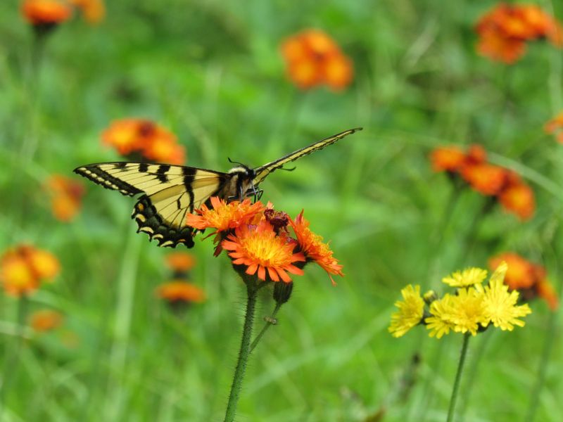 Yellow Swallowtail butterfly | Smithsonian Photo Contest | Smithsonian ...