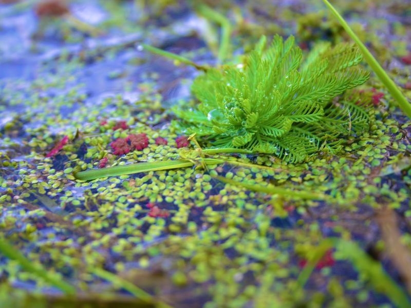 Close up of some algae | Smithsonian Photo Contest | Smithsonian Magazine