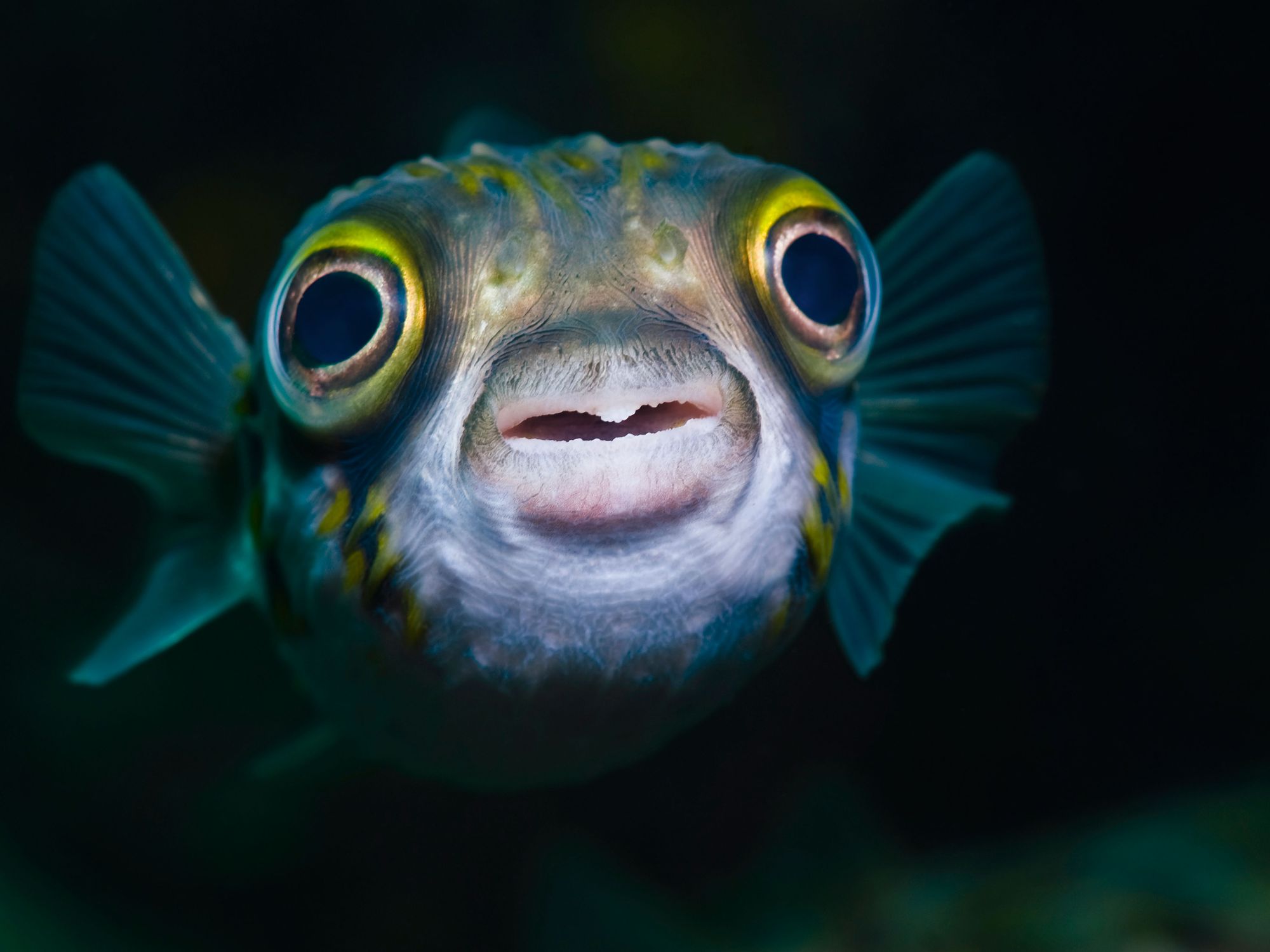 It's Official: Fish Feel Pain