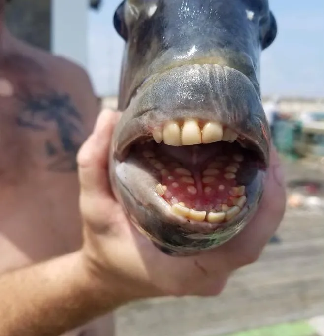 fish with very sharp teeth