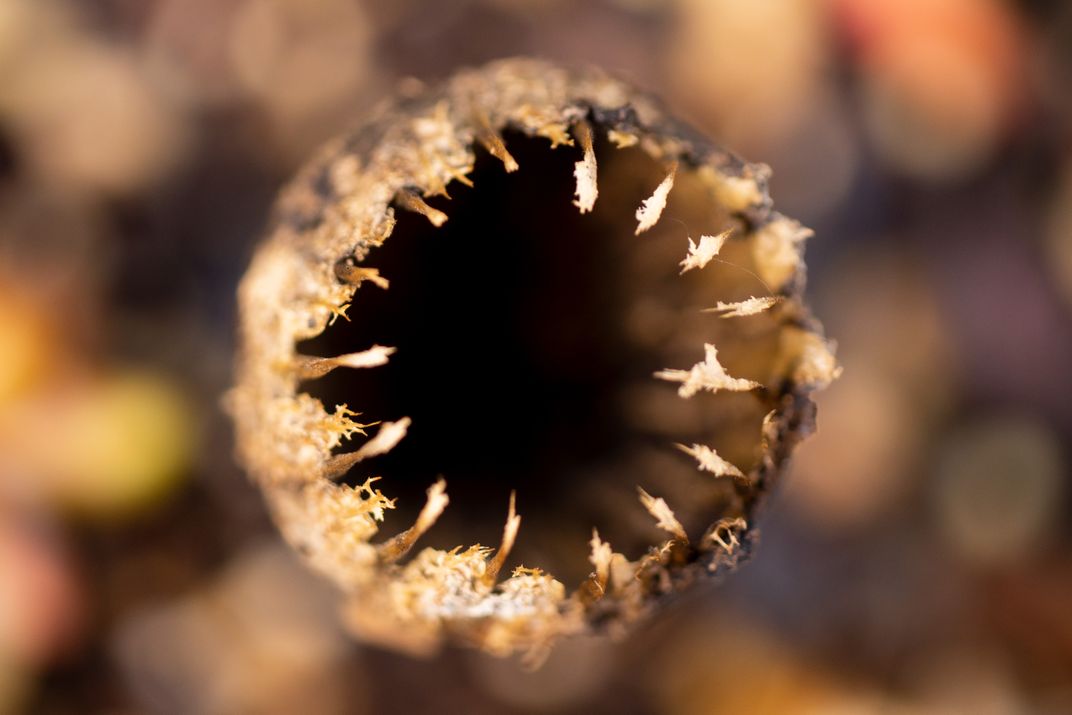 A dried poppy pod | Smithsonian Photo Contest | Smithsonian Magazine