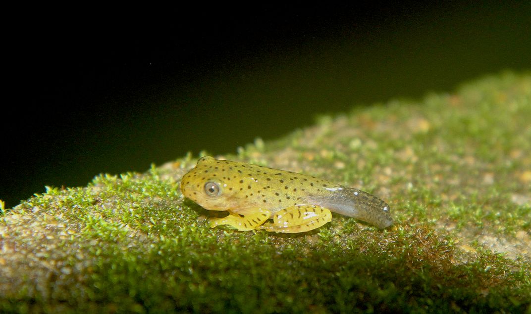 Tadpole | Smithsonian Photo Contest | Smithsonian Magazine