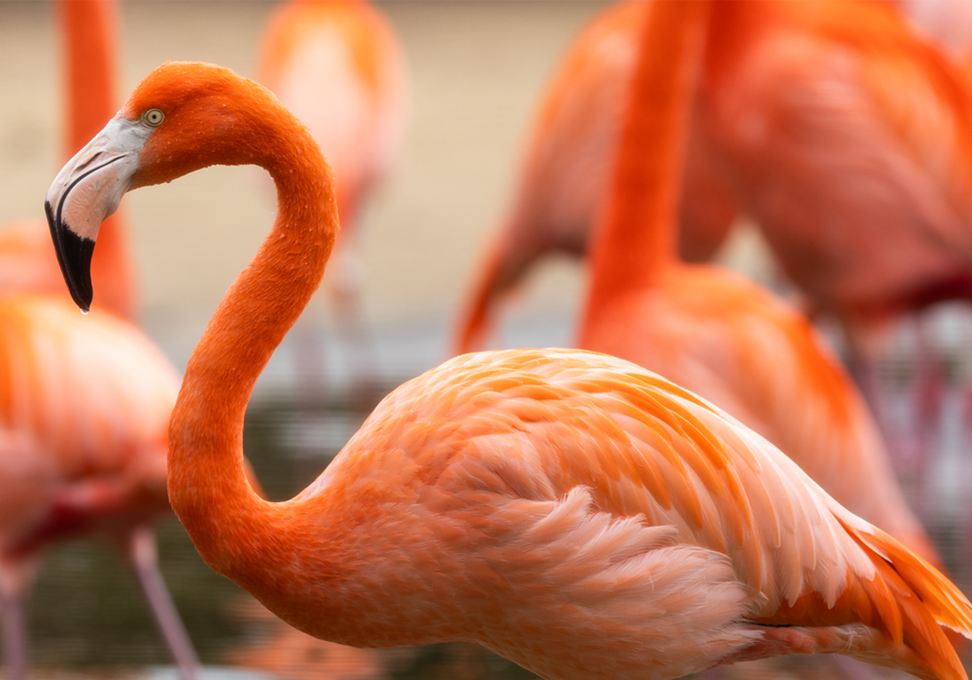 How Do Birds Handle the Heat? | Smithsonian Voices | National Zoo and ...