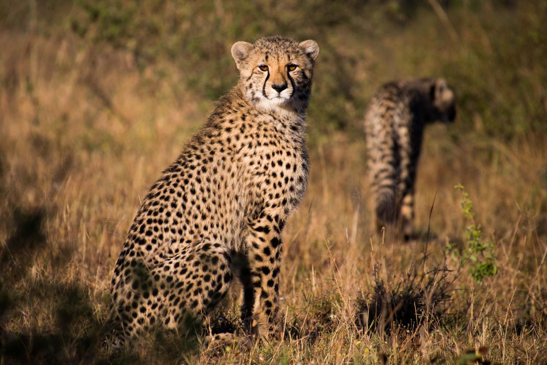 The gaze of a cheetah | Smithsonian Photo Contest | Smithsonian Magazine