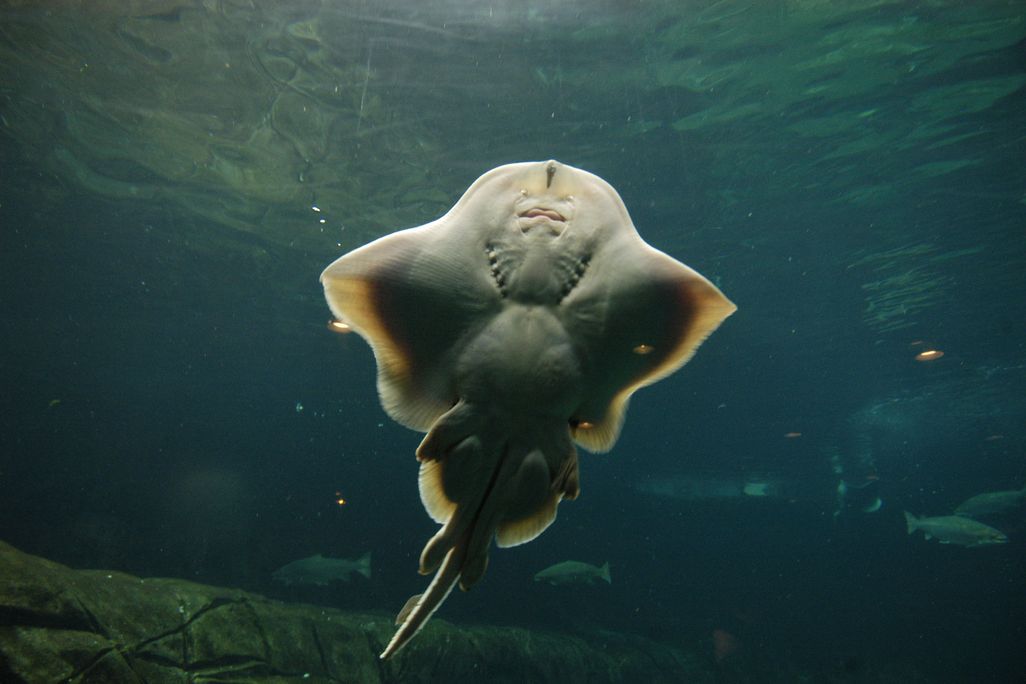 fish walking on land evolution