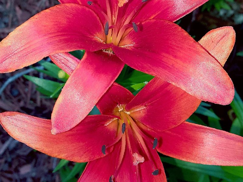 Red Asiatic Lilies | Smithsonian Photo Contest | Smithsonian Magazine