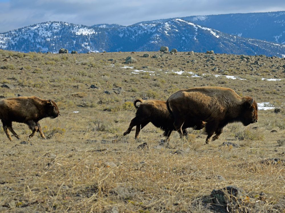 Bison Running on Grassland | Smithsonian Photo Contest | Smithsonian ...