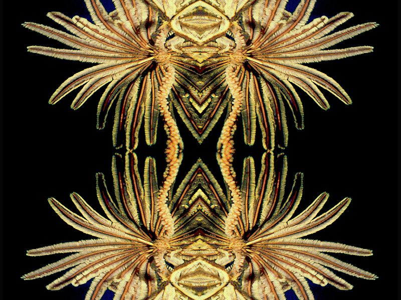 Oxycomanthus bennetti Composite | Smithsonian Photo Contest ...