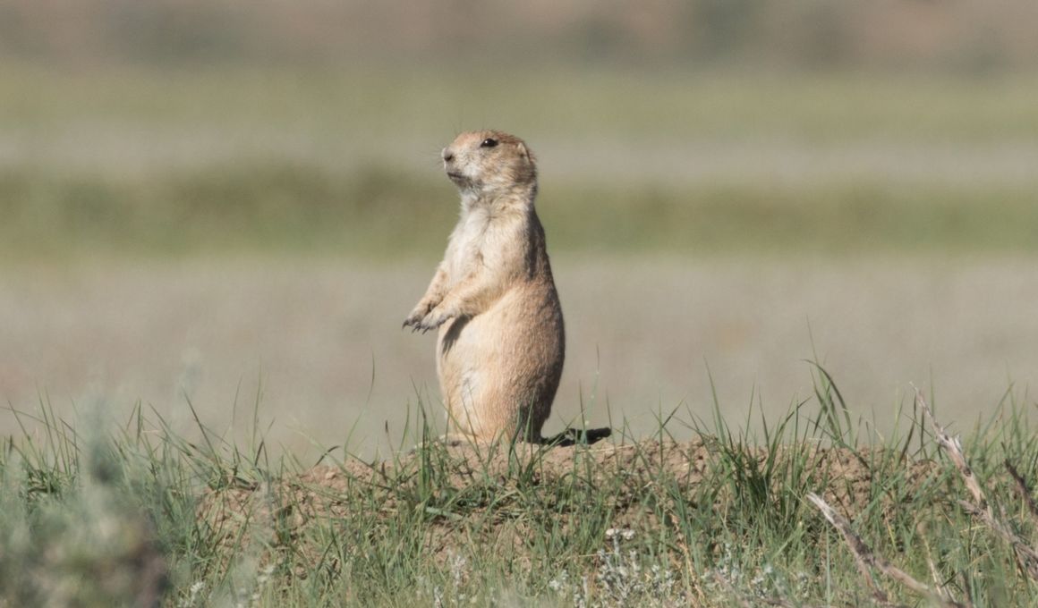 National Zoo and Conservation Biology Institute Blog | Smithsonian Magazine