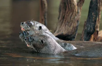 do river otters bite