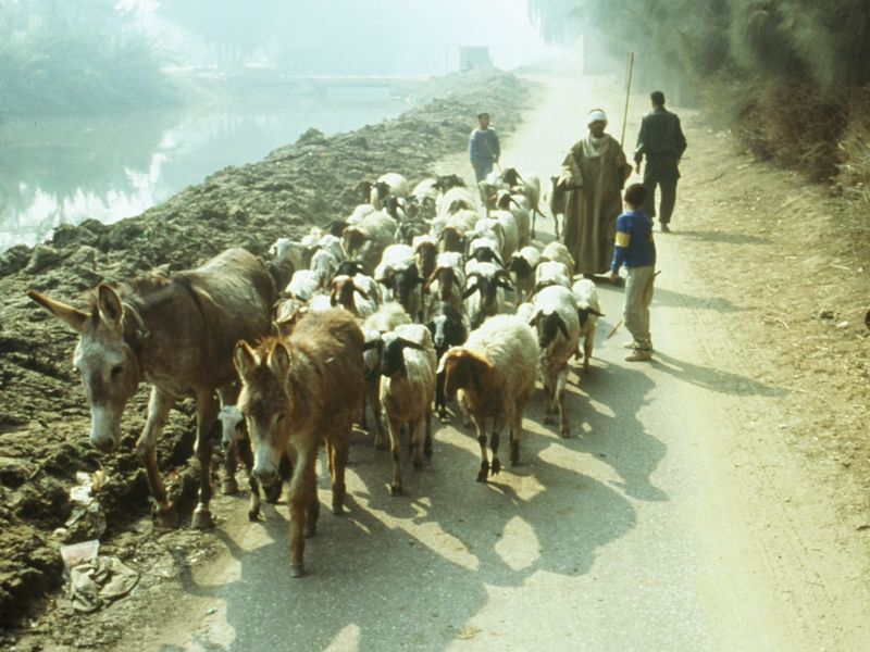 Egyptian Shepherds | Smithsonian Photo Contest | Smithsonian Magazine
