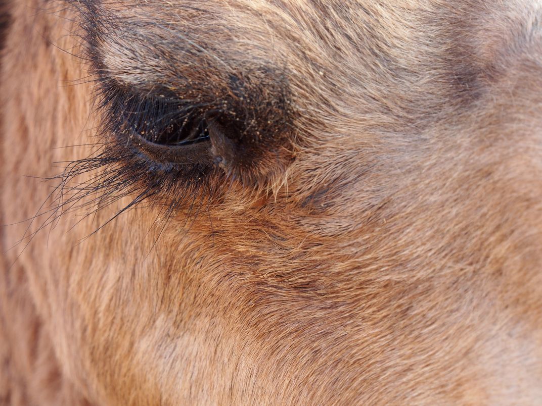 Eye of the Camel | Smithsonian Photo Contest | Smithsonian Magazine