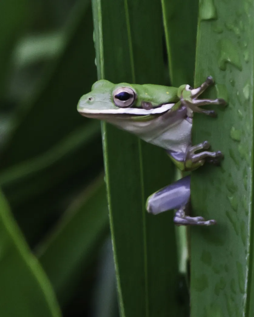 Tree Frog after the storm | Smithsonian Photo Contest | Smithsonian ...