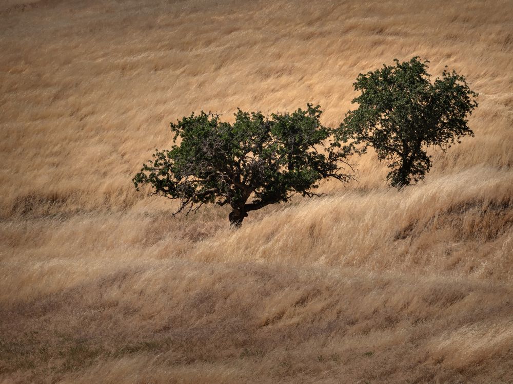 A pair of oak trees in golden hued grass hill | Smithsonian Photo ...