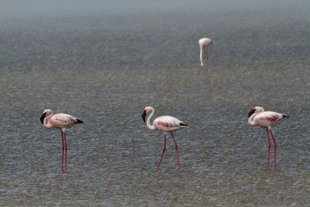 Flamingos under the rain | Smithsonian Photo Contest | Smithsonian Magazine