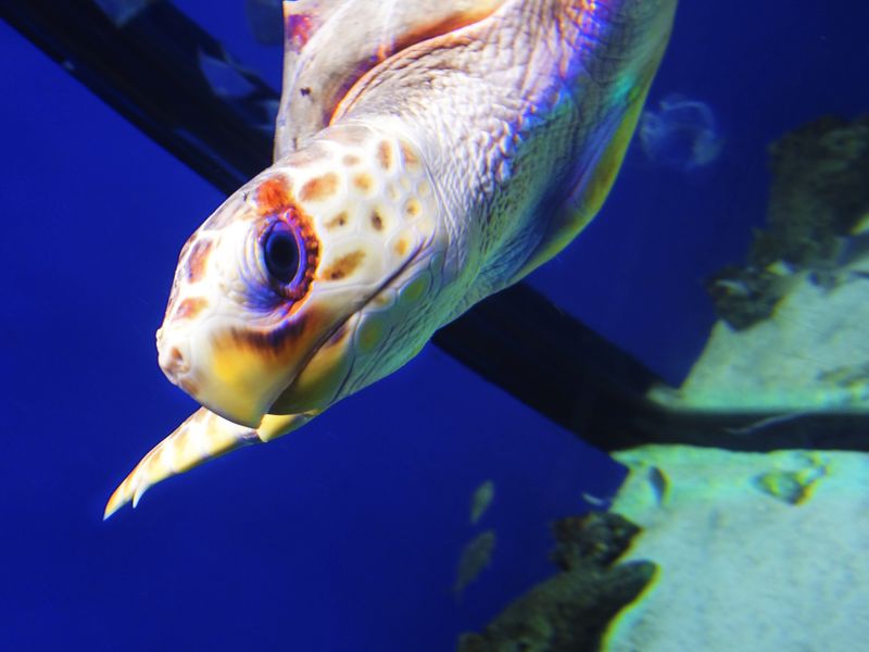 Colorful Turtle | Smithsonian Photo Contest | Smithsonian Magazine