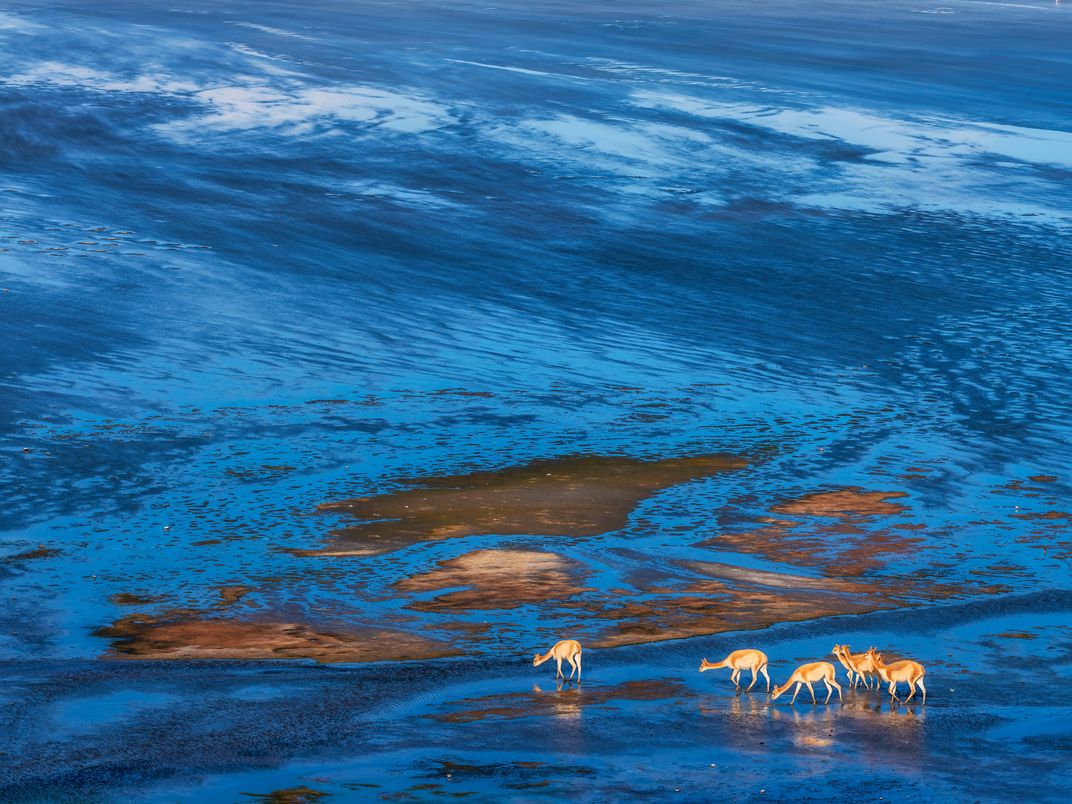 See 15 Remarkable Photographs of Camera-Ready Camels