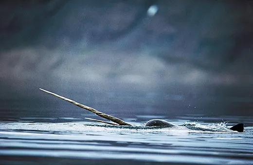 narwhal killer whale