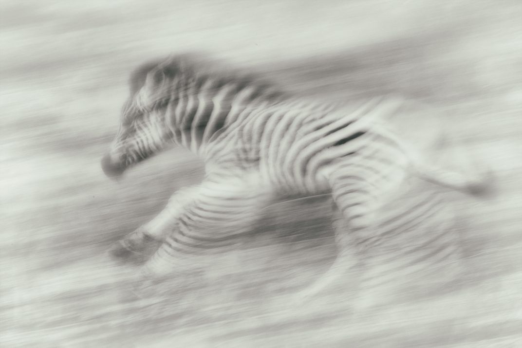 Chasing Stripes | Smithsonian Photo Contest | Smithsonian Magazine
