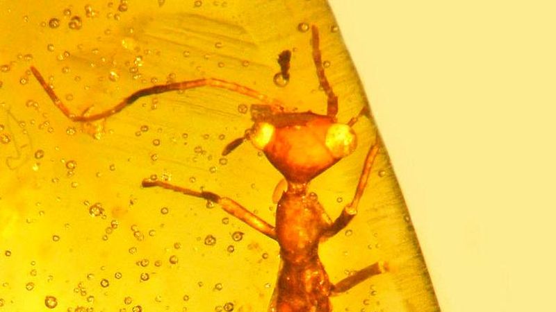 Prehistoric Insects In Amber