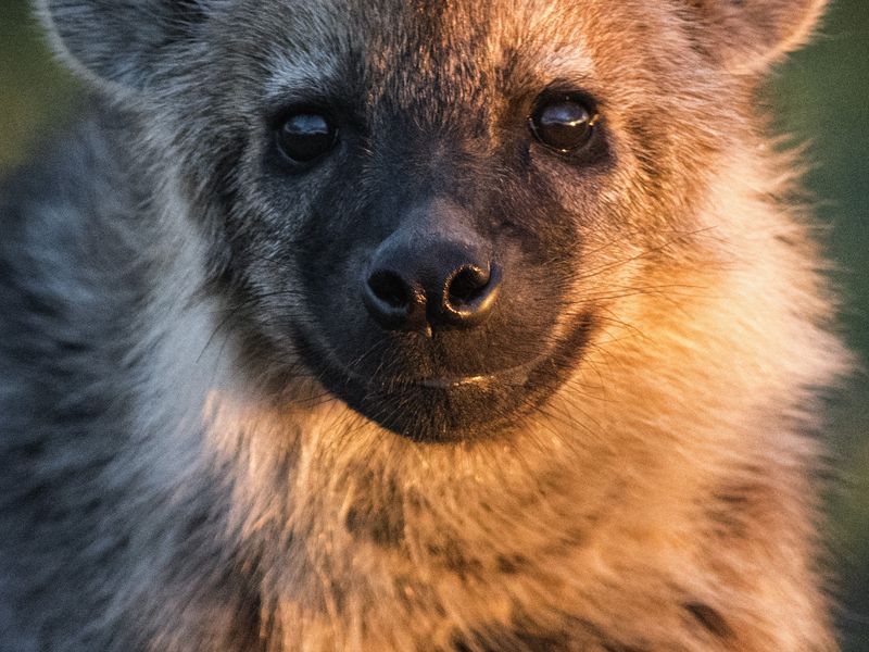 Smiling Hyena Pup at Sunset | Smithsonian Photo Contest | Smithsonian ...