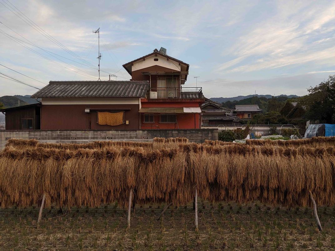 Harvested rice drying in rural Japan | Smithsonian Photo Contest ...