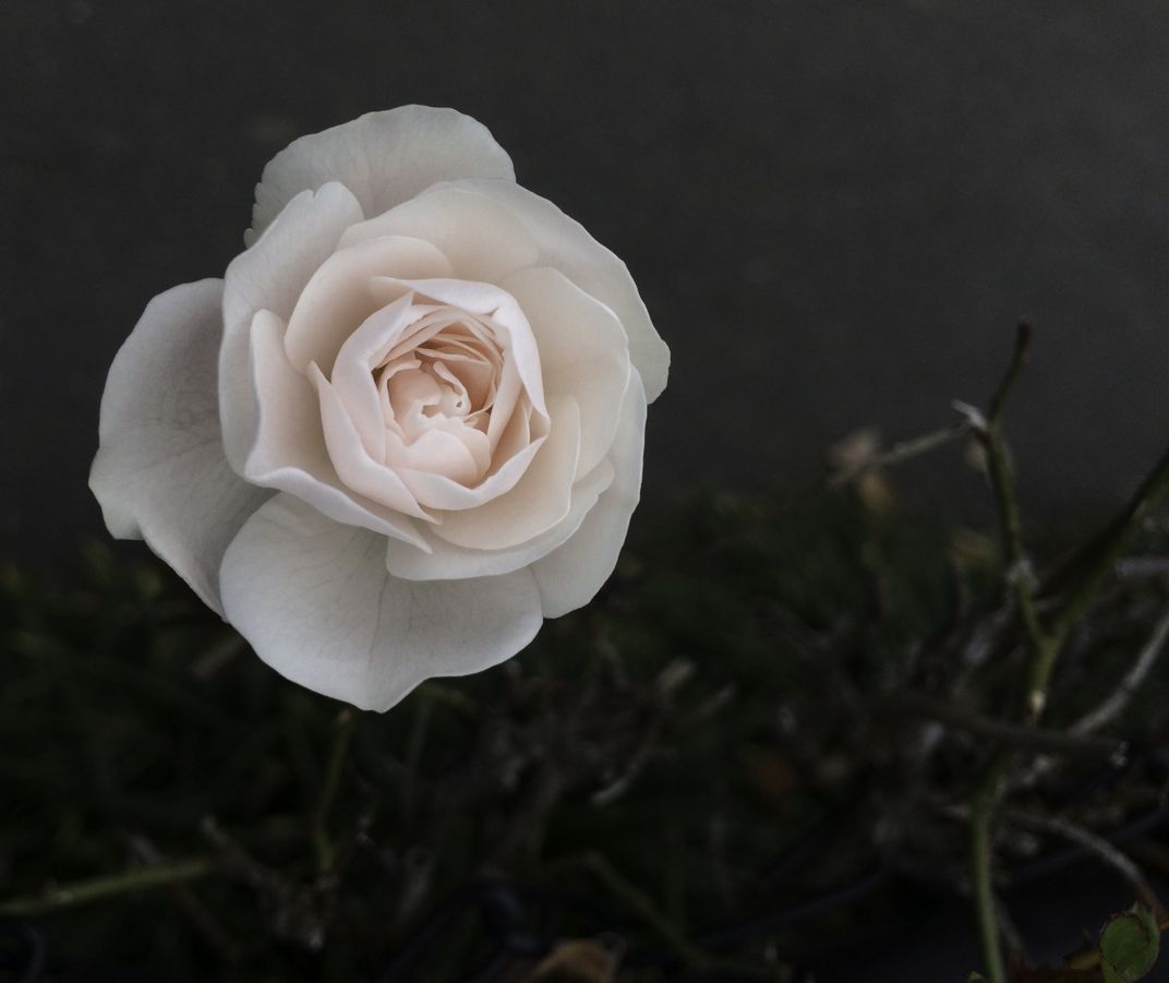 A white winter wild rose | Smithsonian Photo Contest | Smithsonian Magazine
