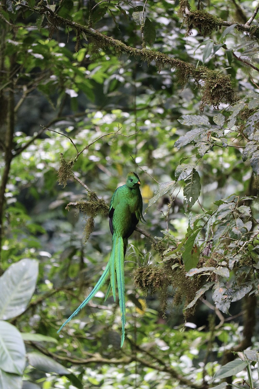 The Rare Resplendent Quetzal in Monteverde Costa Rica | Smithsonian ...