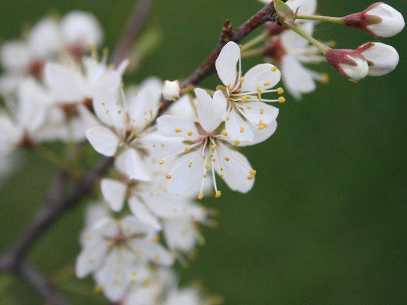 American Plum Trees in Spring | Smithsonian Photo Contest | Smithsonian ...