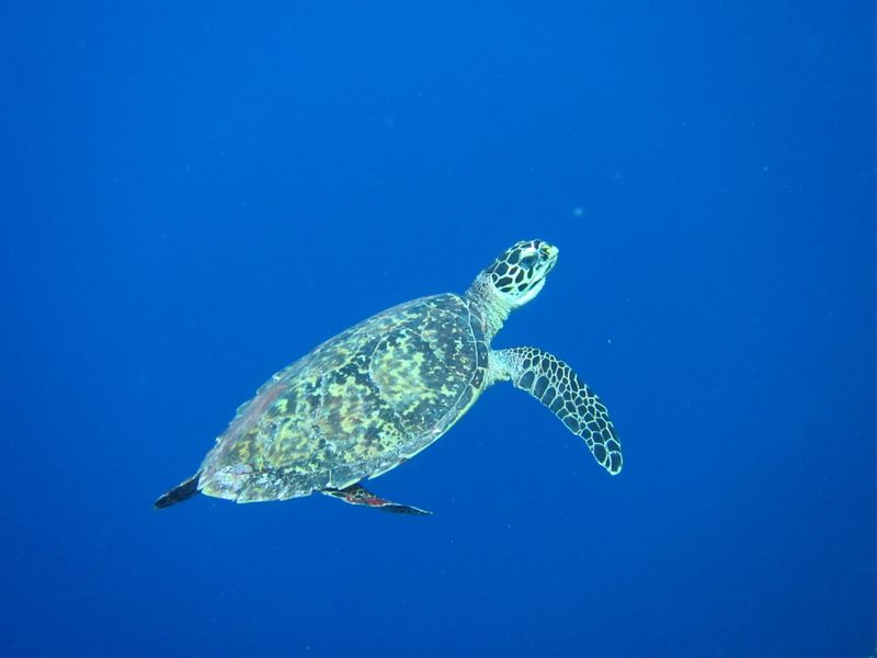 Turtle In The Blue | Smithsonian Photo Contest | Smithsonian Magazine