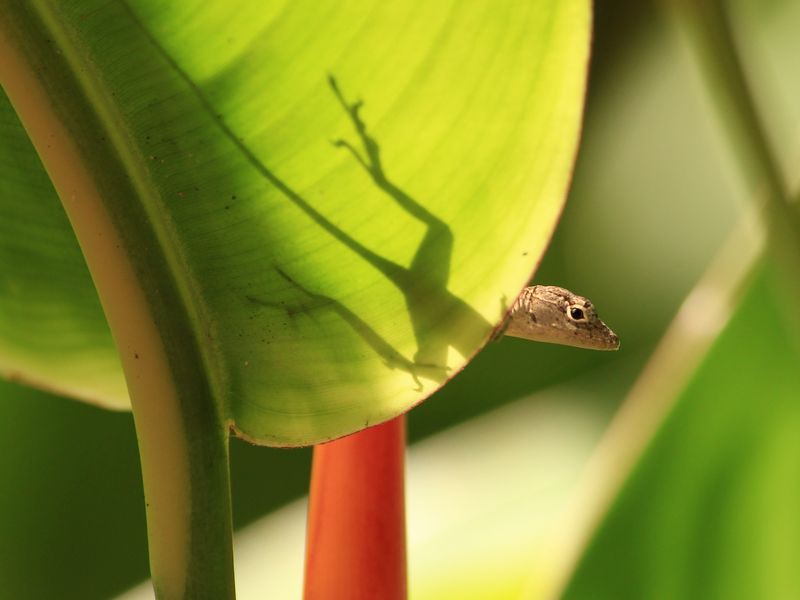 lizard shadow at the gardens | Smithsonian Photo Contest | Smithsonian ...