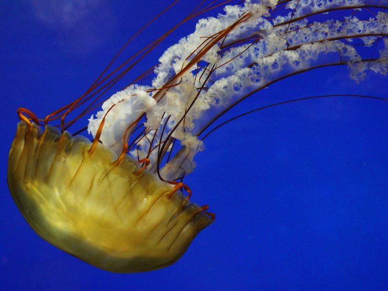 Sea Nettle | Smithsonian Photo Contest | Smithsonian Magazine