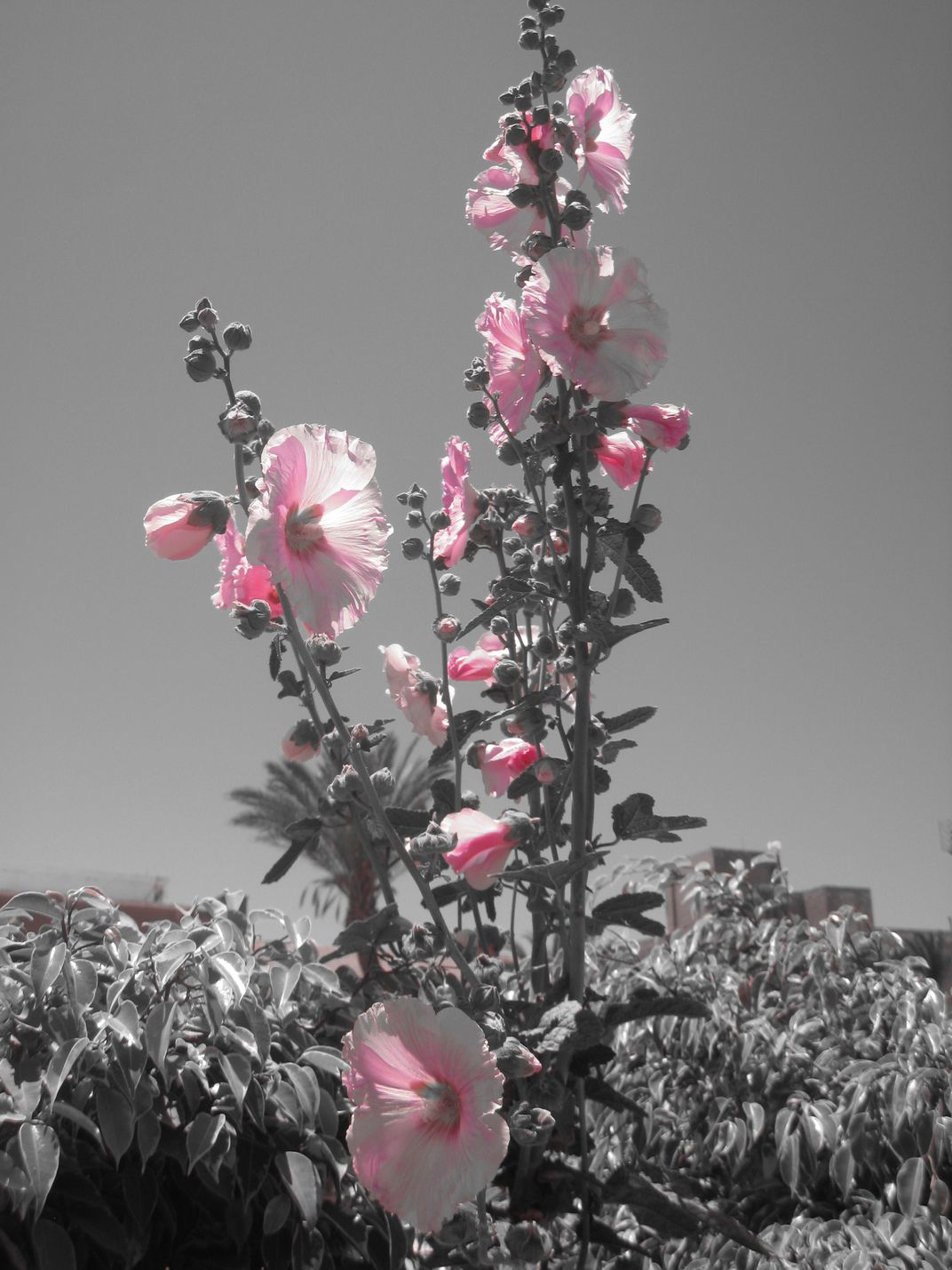 Some Pink Flowers On A Stalk Smithsonian Photo Contest Smithsonian 