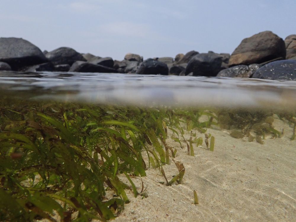 Beautiful Intertidal Seagrass in the Shadows of Down South Sri Lanka ...