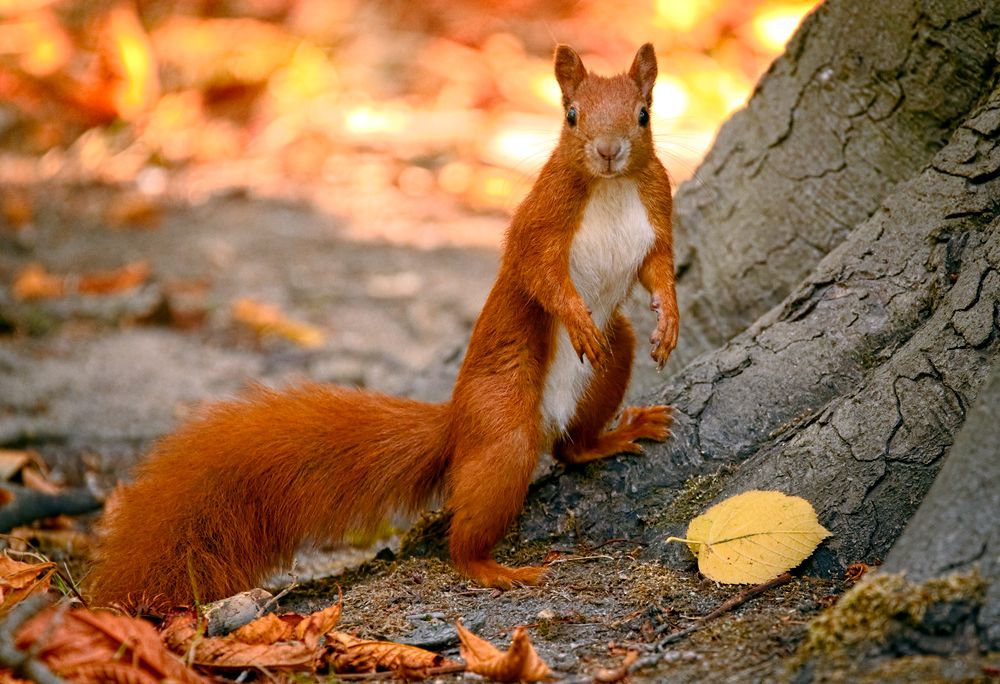 brown squirrels uk
